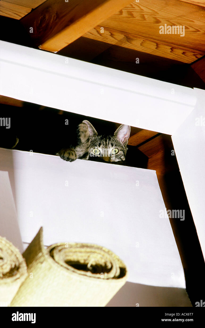 Hiding up high Stock Photo - Alamy