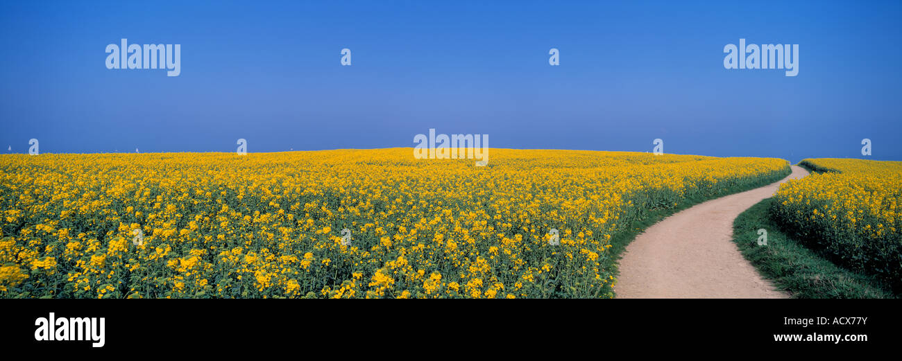 Path between rape fields, Northern Germany Stock Photo - Alamy