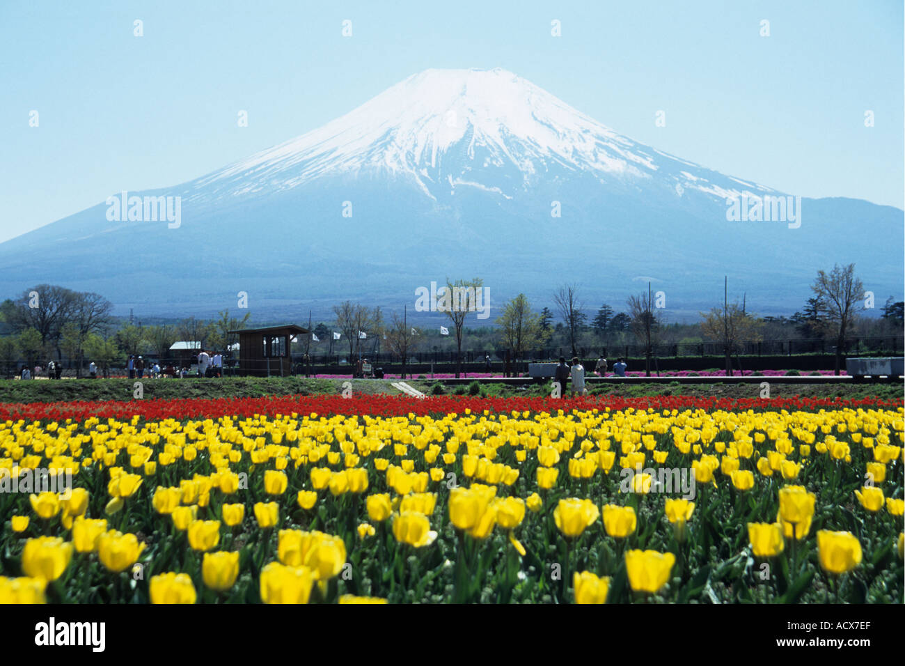 Mount Fuji with spring flowers Japan Stock Photo - Alamy
