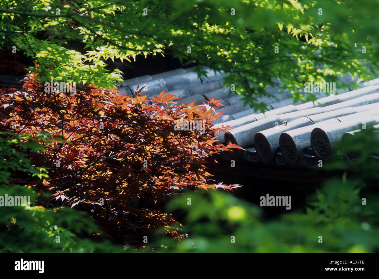 Japan temple garden Stock Photo - Alamy