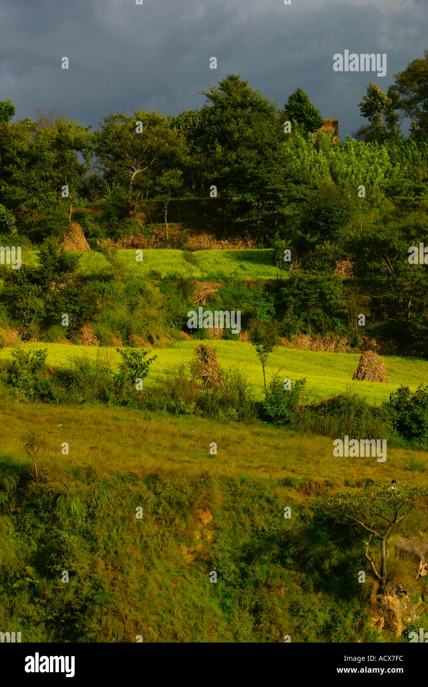 Indian monsoon agriculture hi-res stock photography and images - Alamy