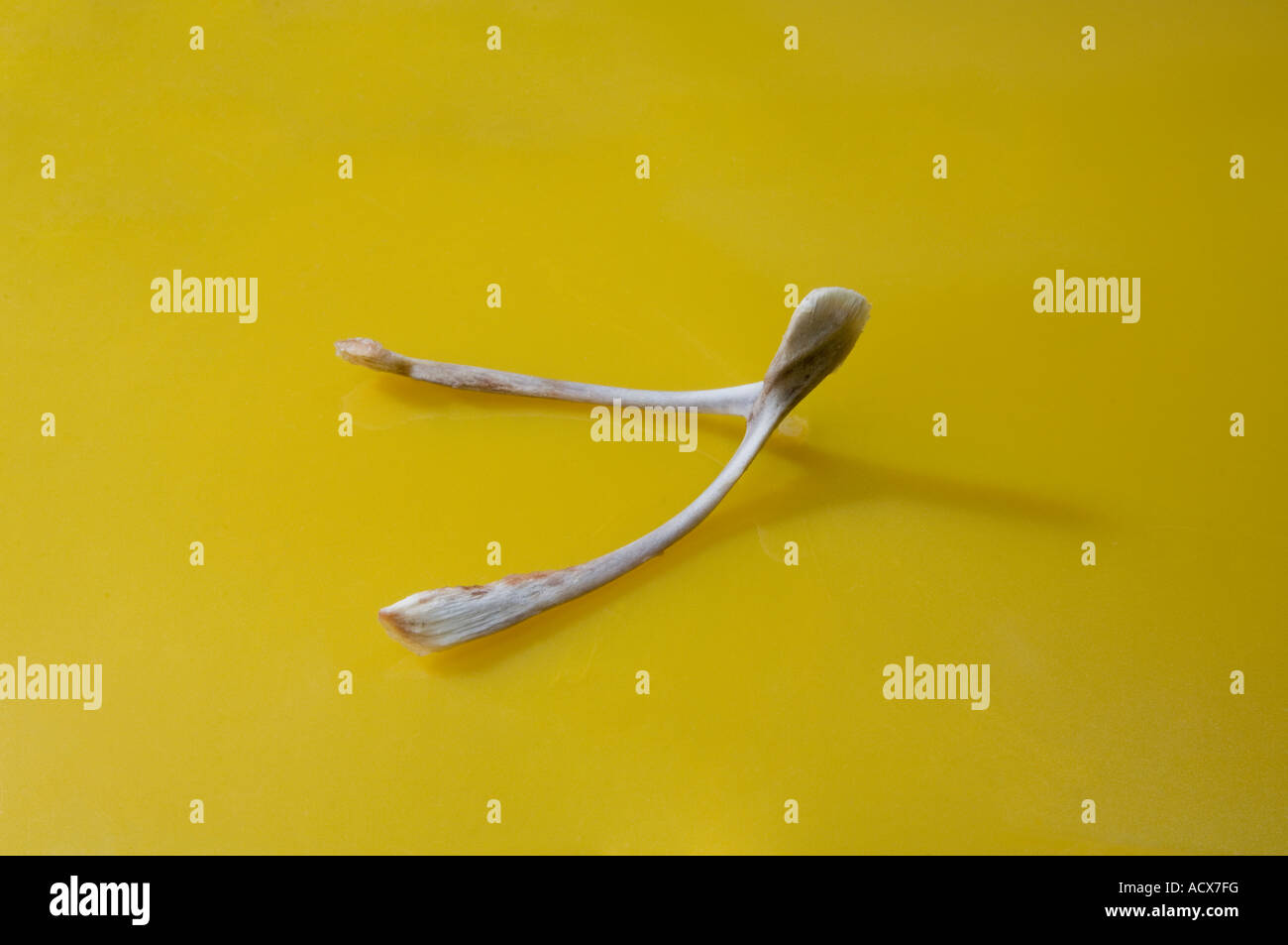 A lucky chicken wishbone Stock Photo - Alamy