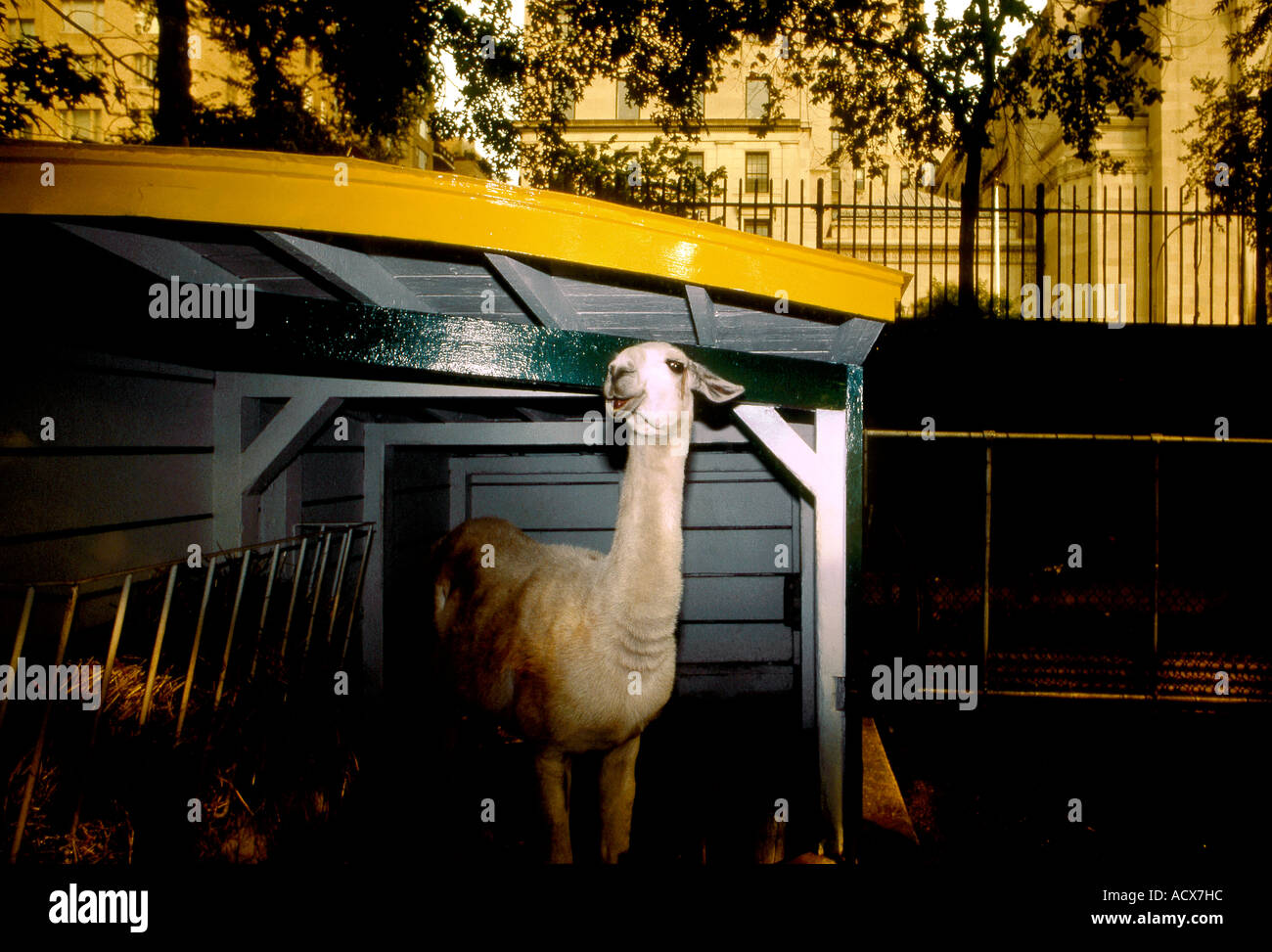 Central Park Zoo Llama Stock Photo - Alamy