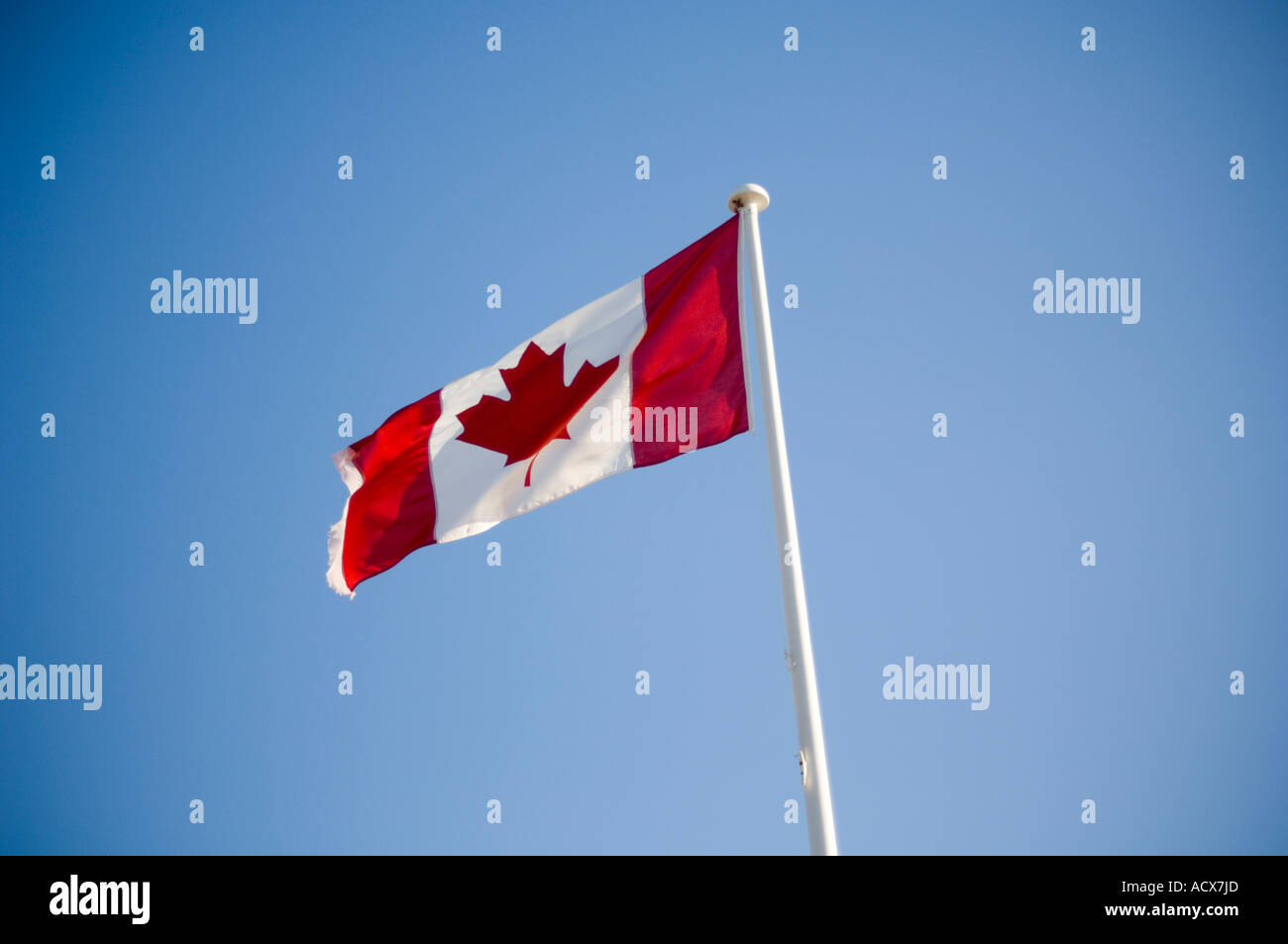 Canadian flag flying Stock Photo - Alamy