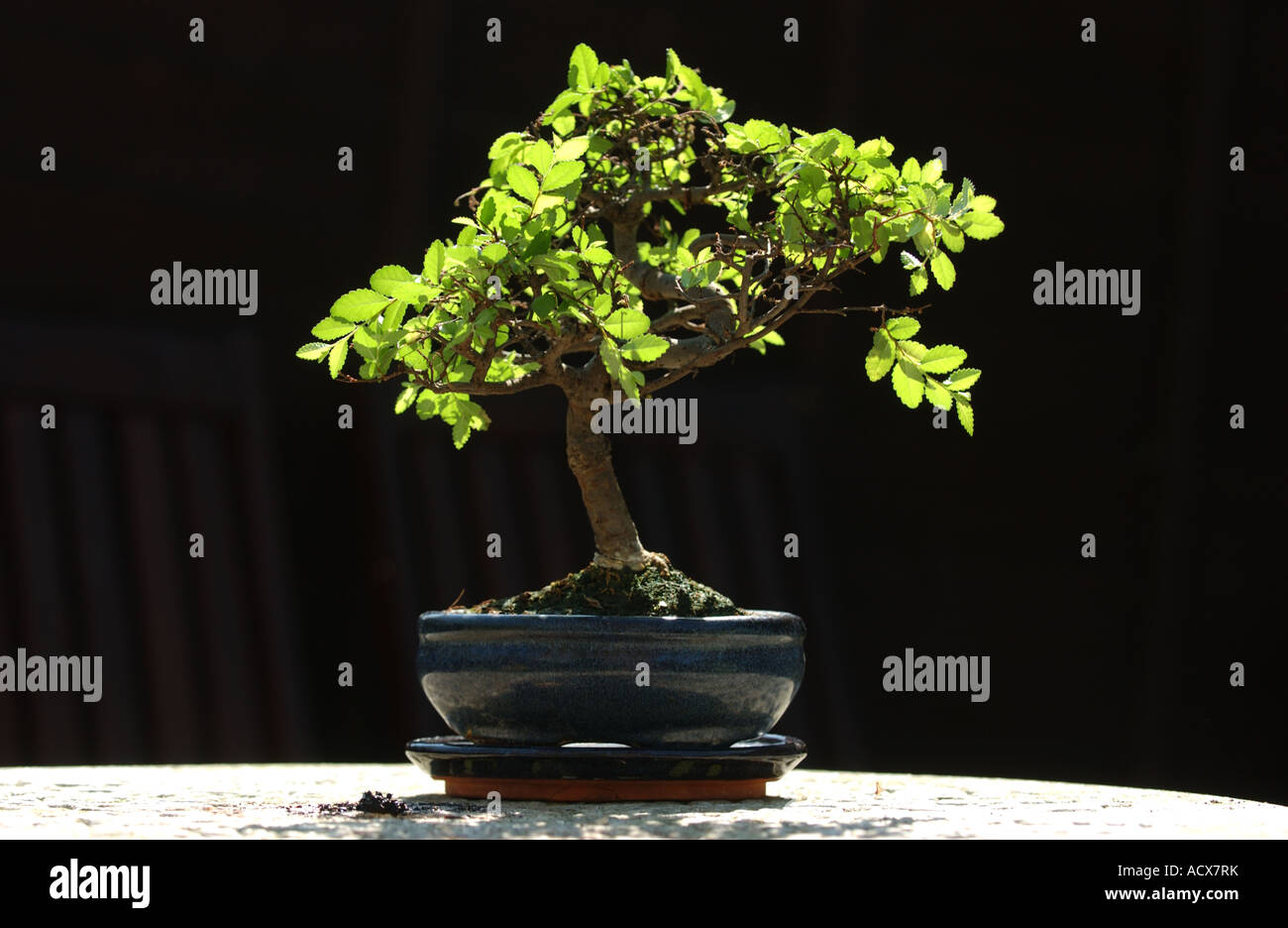 Chinese Oak Bonsai Tree ( Ulmus parvifolia Stock Photo - Alamy
