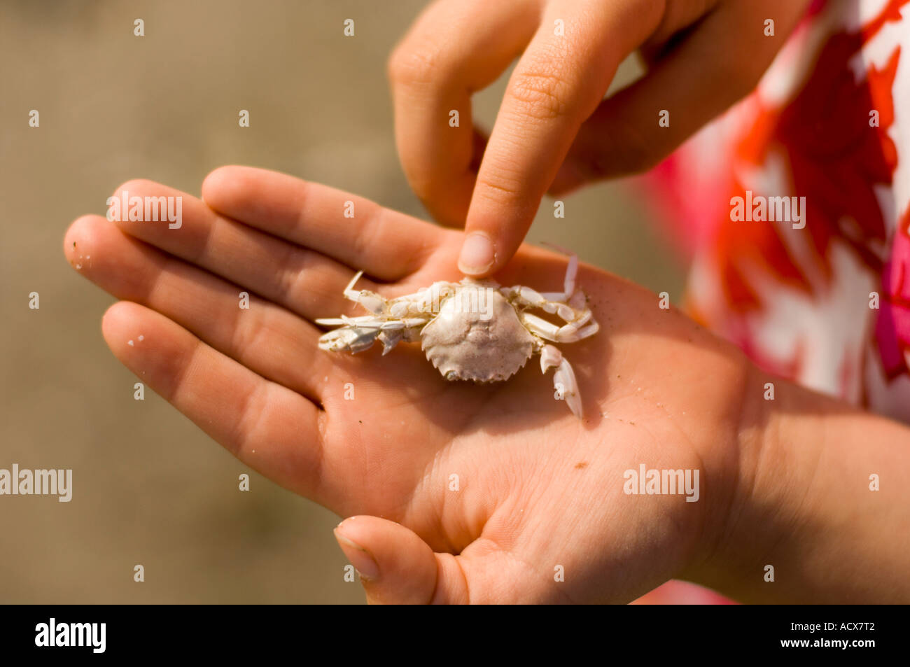 Crab body hi-res stock photography and images - Alamy