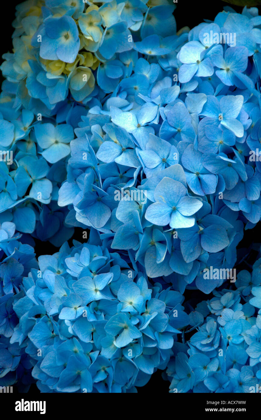Hydrangea macrophylla hortensis hi-res stock photography and images - Alamy
