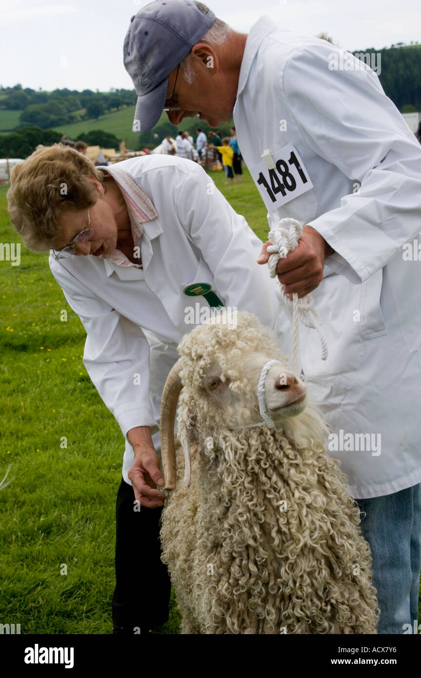 A woman judging angorra goat at Aberystwyth agricultural show june 2006 ...