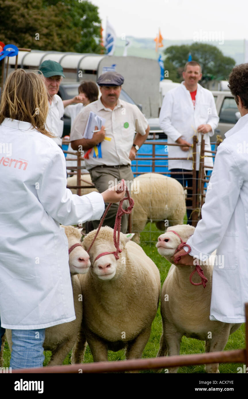 Judging judge sheep hi-res stock photography and images - Alamy