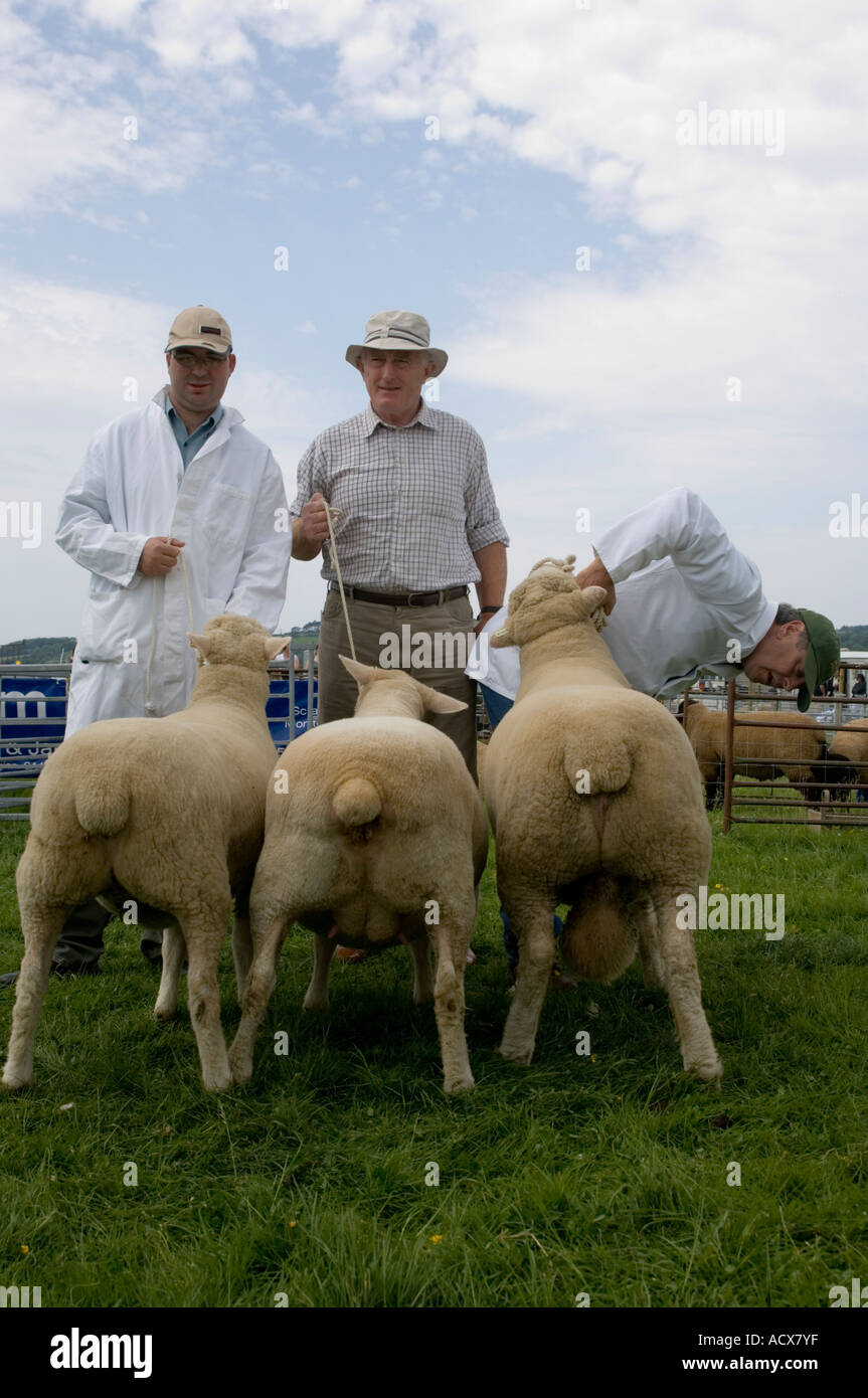 Three men with sheep three men with sheep hi-res stock photography and ...