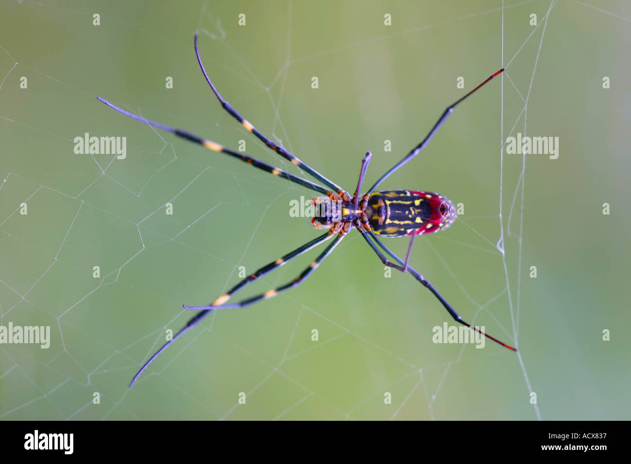 South indian spider hi-res stock photography and images - Alamy