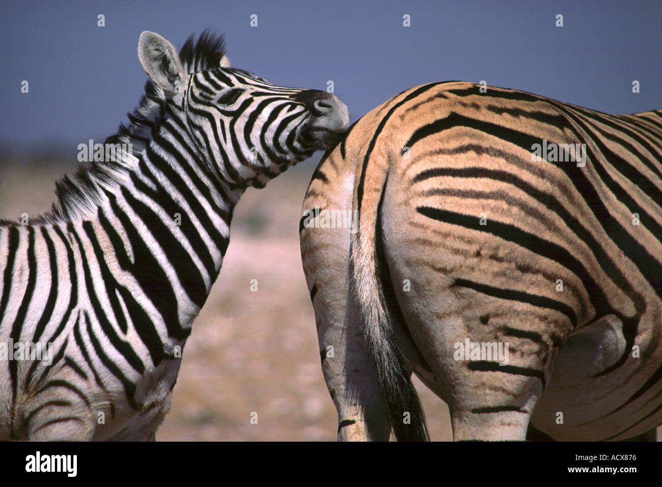 Itching animal hi-res stock photography and images - Alamy