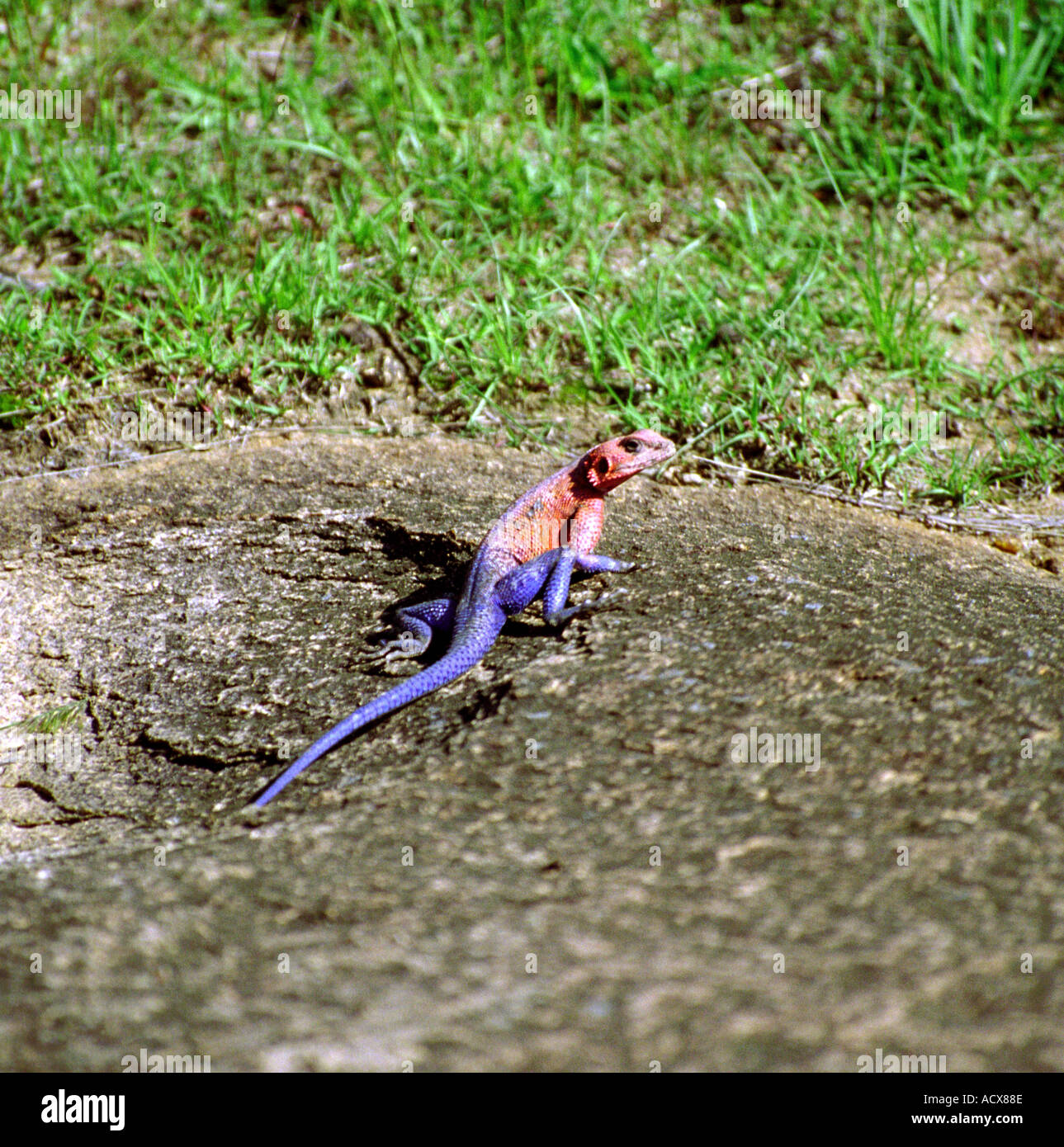 African blue headed lizard hi-res stock photography and images - Alamy