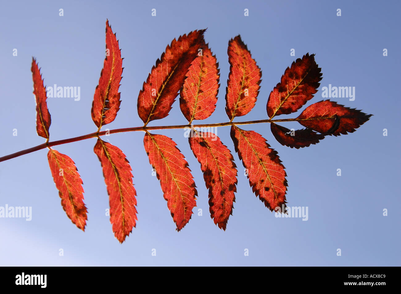 Autumn Rowan leaves in headlight Stock Photo - Alamy