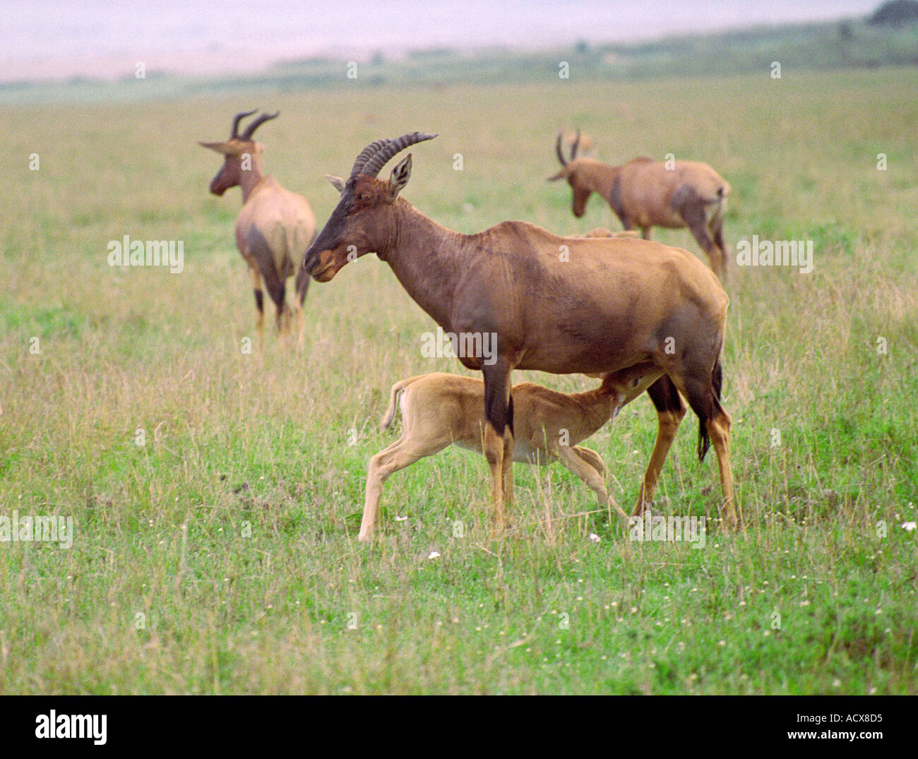 Group of Topi with Mother Feeding Calf, Damaliscus korrigum, Masai Mara ...
