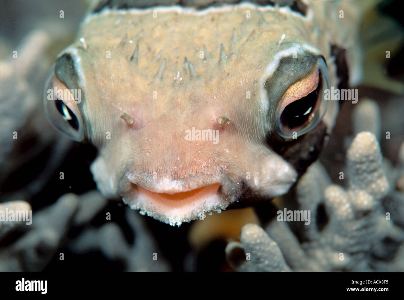 Puffer fish underwater scenery hi-res stock photography and images - Alamy