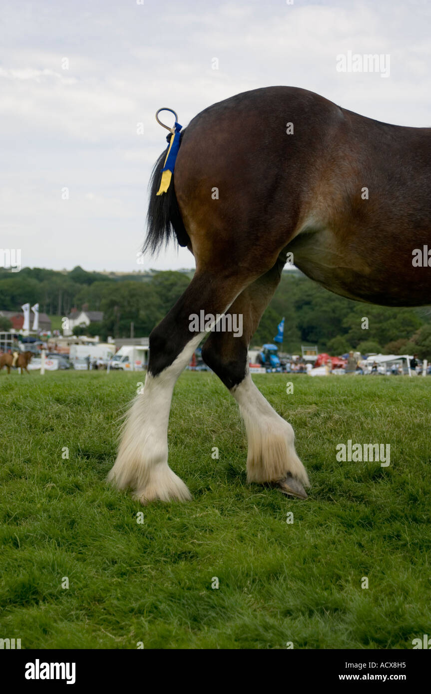 Rump horse hi-res stock photography and images - Alamy