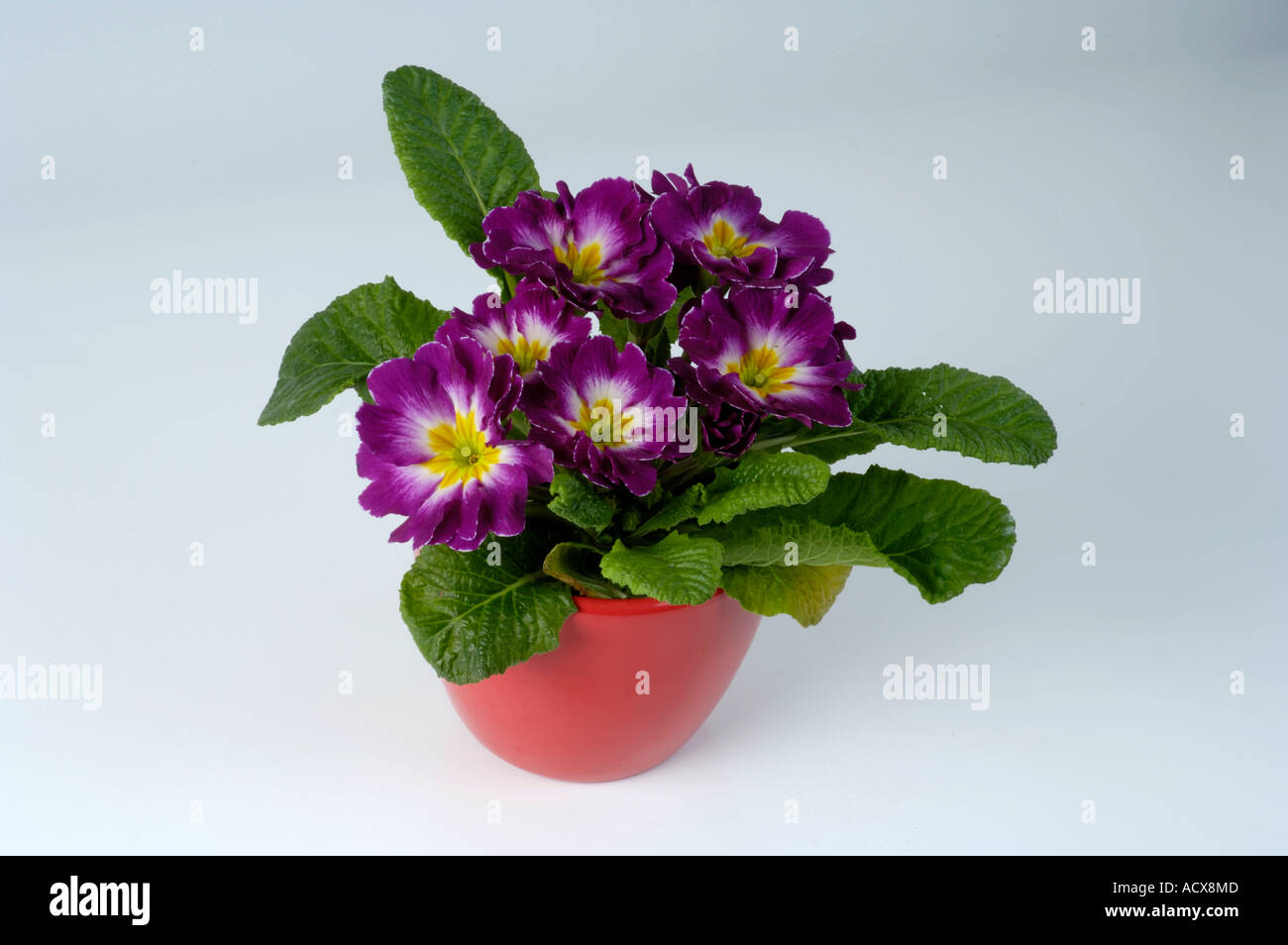 Primrose primula vulgaris cut out hi-res stock photography and images ...