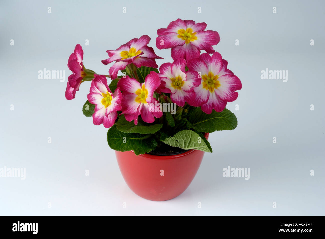 Primrose primula vulgaris cut out hi-res stock photography and images ...