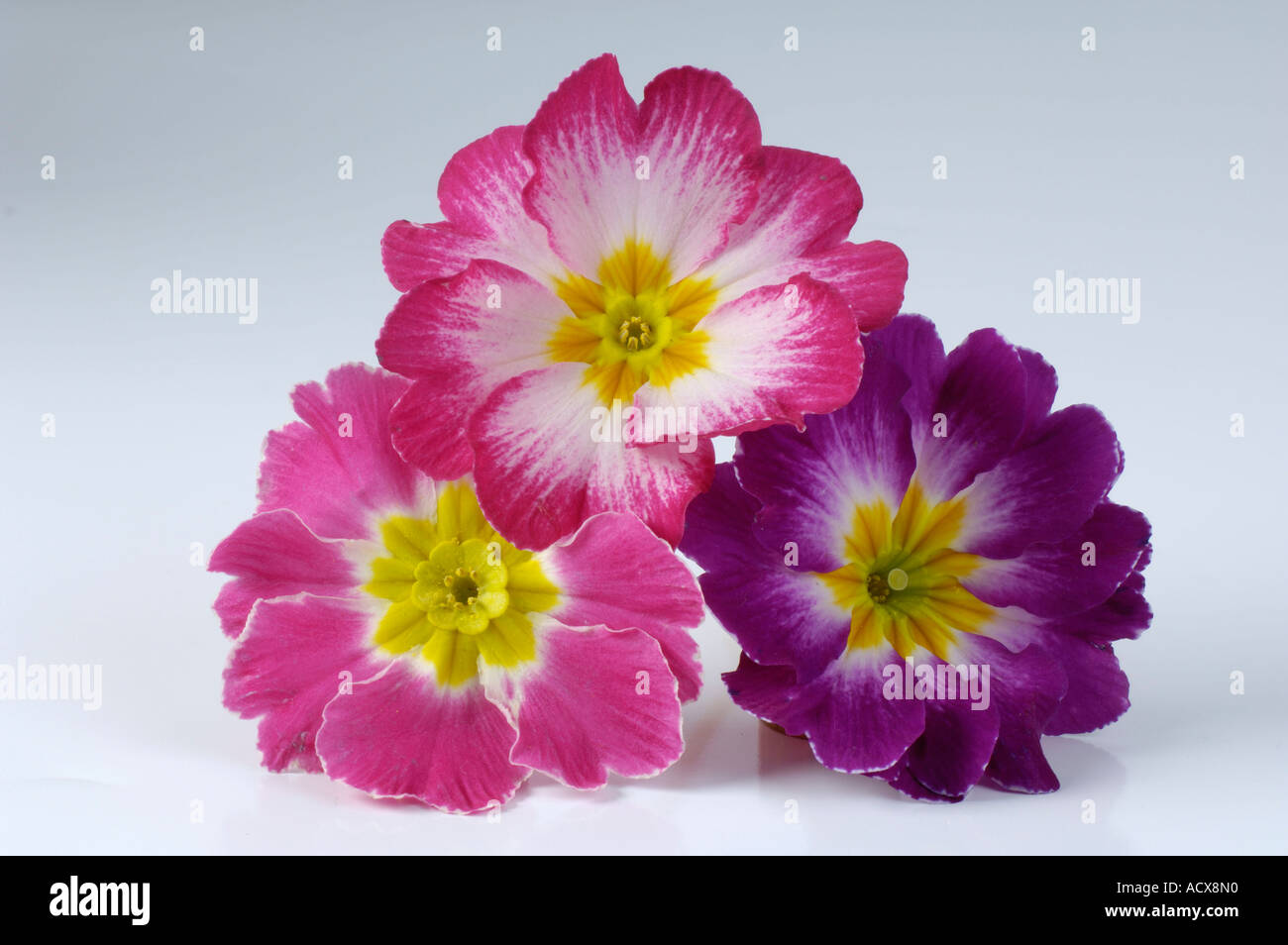 Primrose primula vulgaris cut out hi-res stock photography and images ...