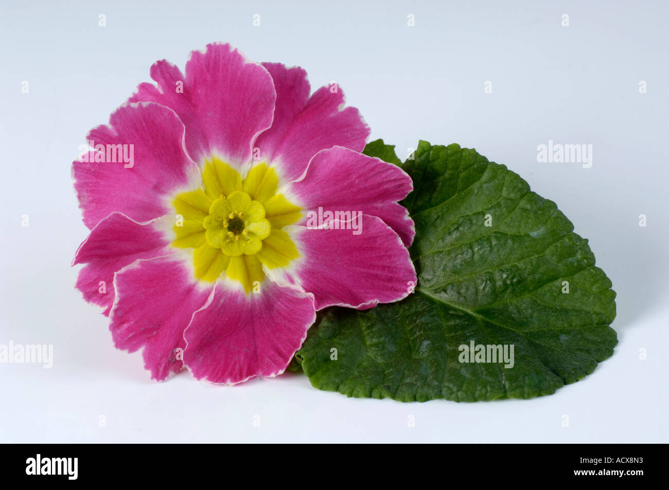 Primrose primula vulgaris cut out hi-res stock photography and images ...