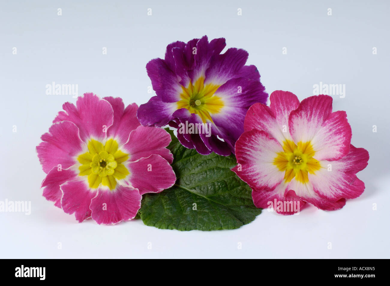 Primrose primula vulgaris cut out hi-res stock photography and images ...