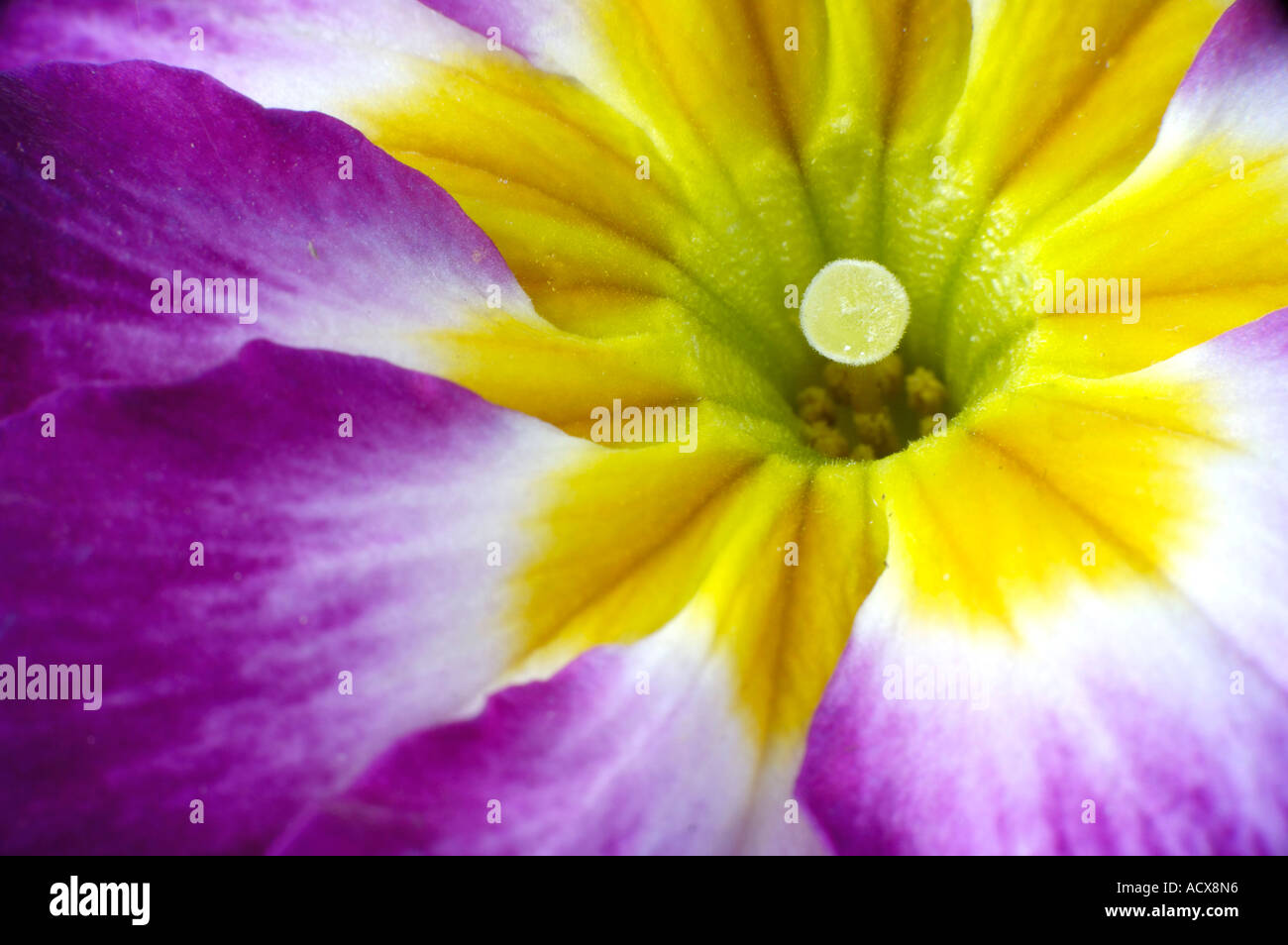 Primrose primula vulgaris cut out hi-res stock photography and images ...
