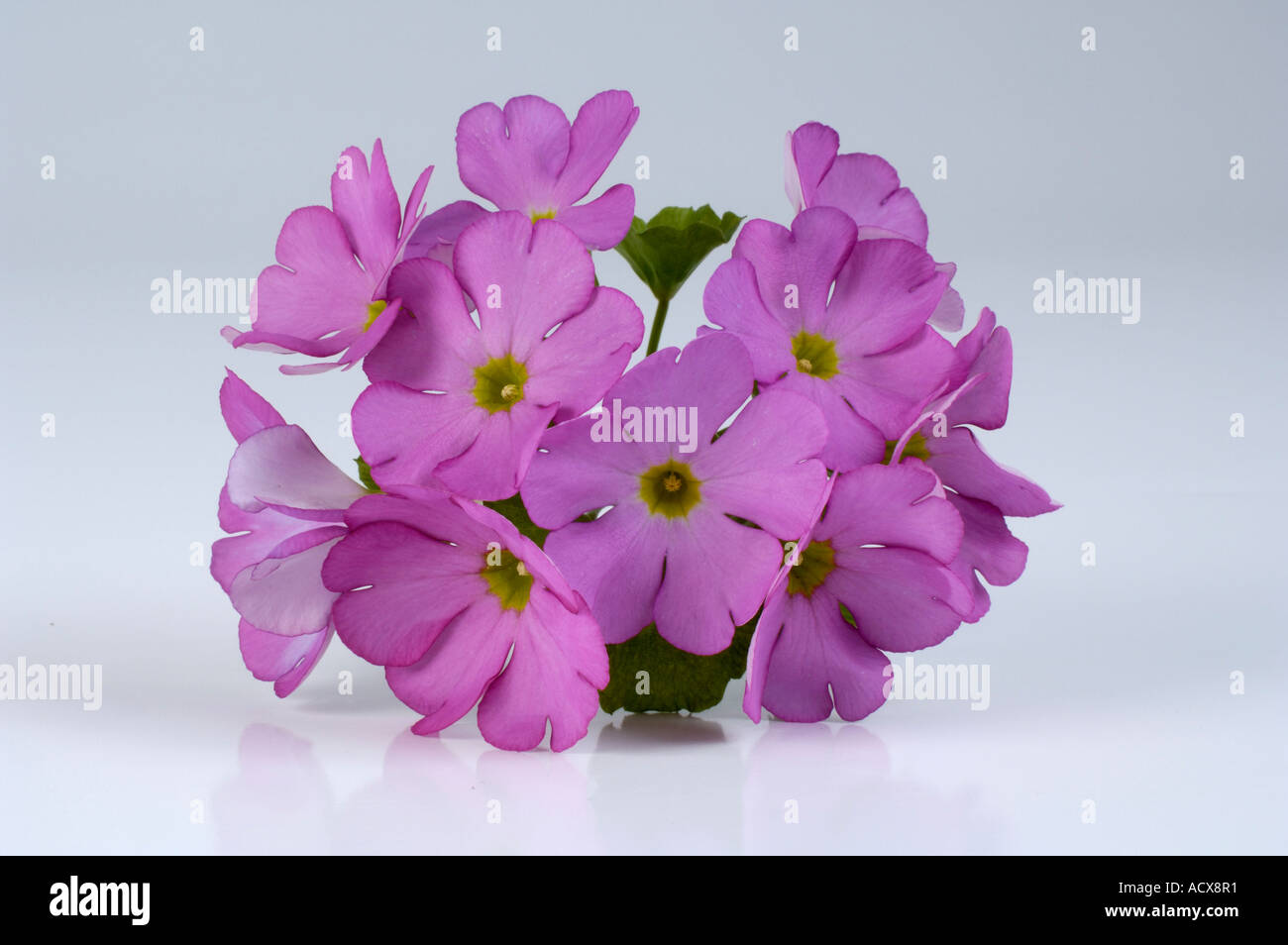 German primrose blossom primula obconica hi-res stock photography and ...