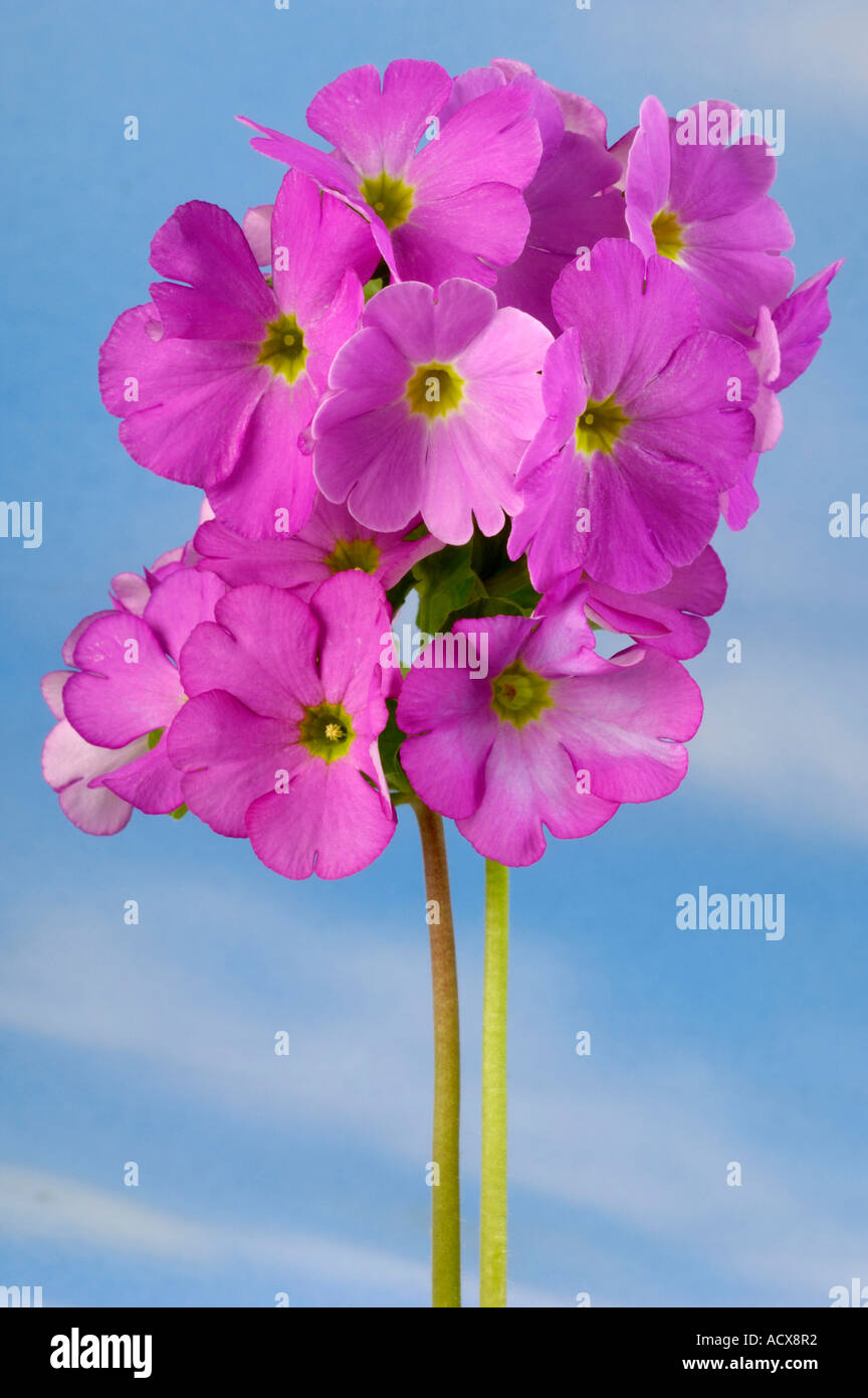 German primrose blossom primula obconica hi-res stock photography and ...