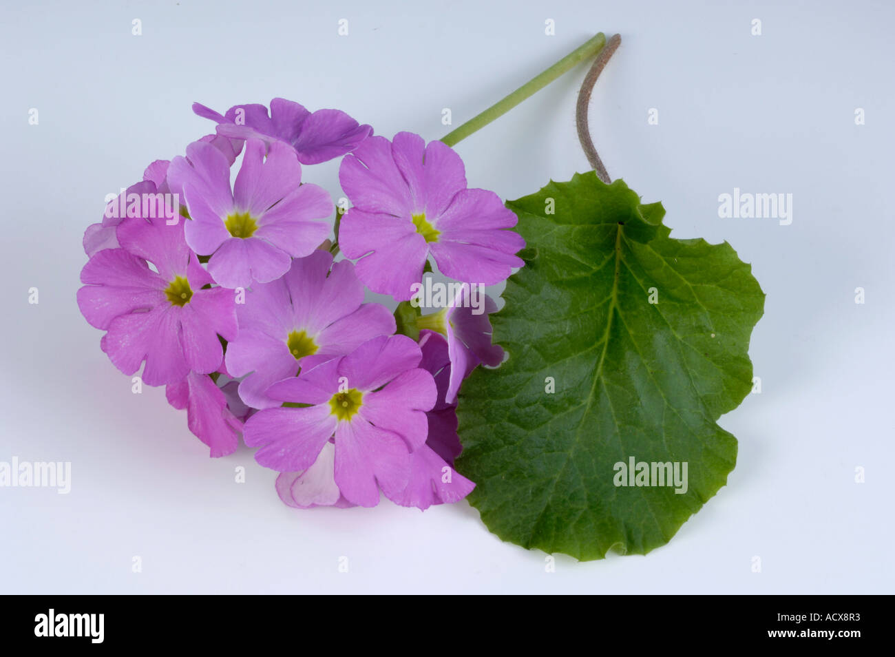 German primrose blossom primula obconica hi-res stock photography and ...