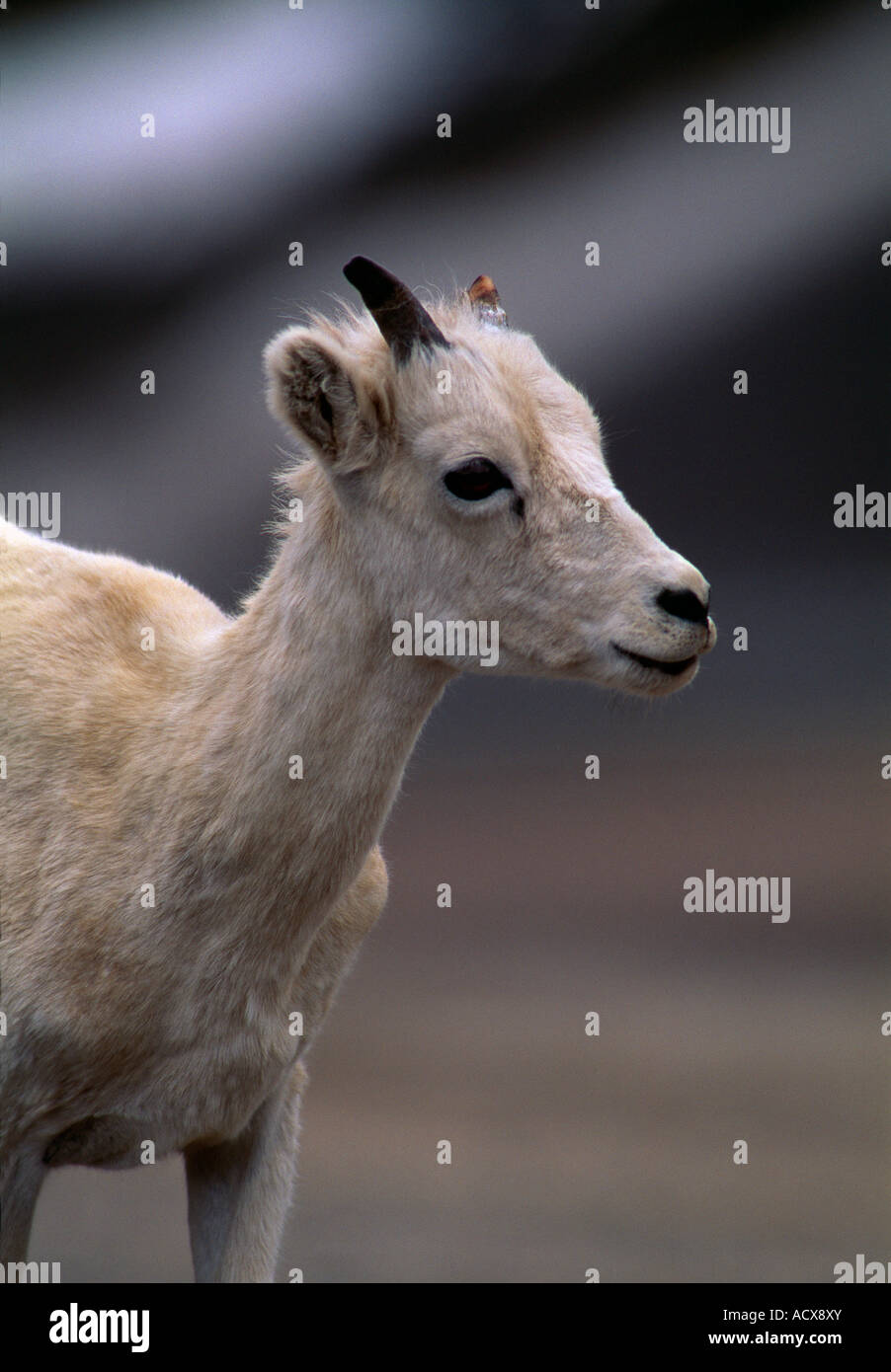 Dall sheep lamb photographed in Alaska USA Stock Photo - Alamy
