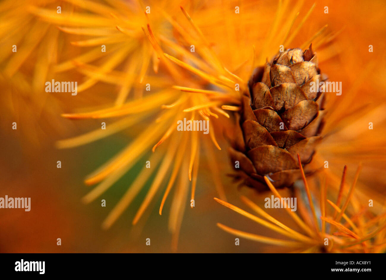 European Larch Stock Photo - Alamy