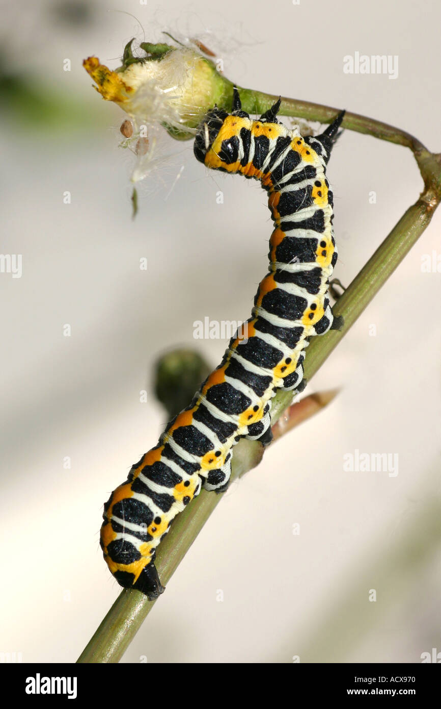 Larva on hi-res stock photography and images - Alamy