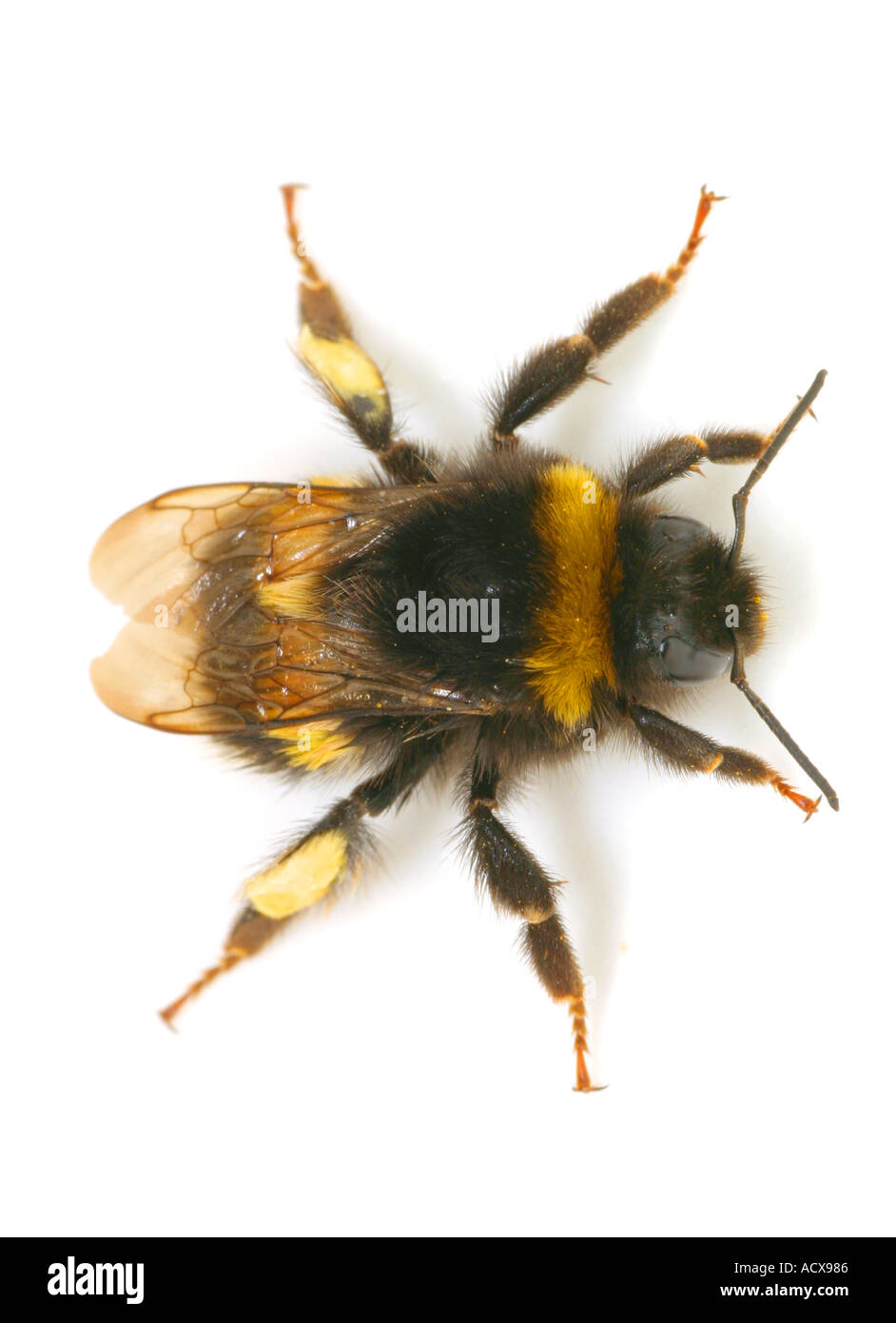 Bumblebee on a white background seen from above Stock Photo - Alamy