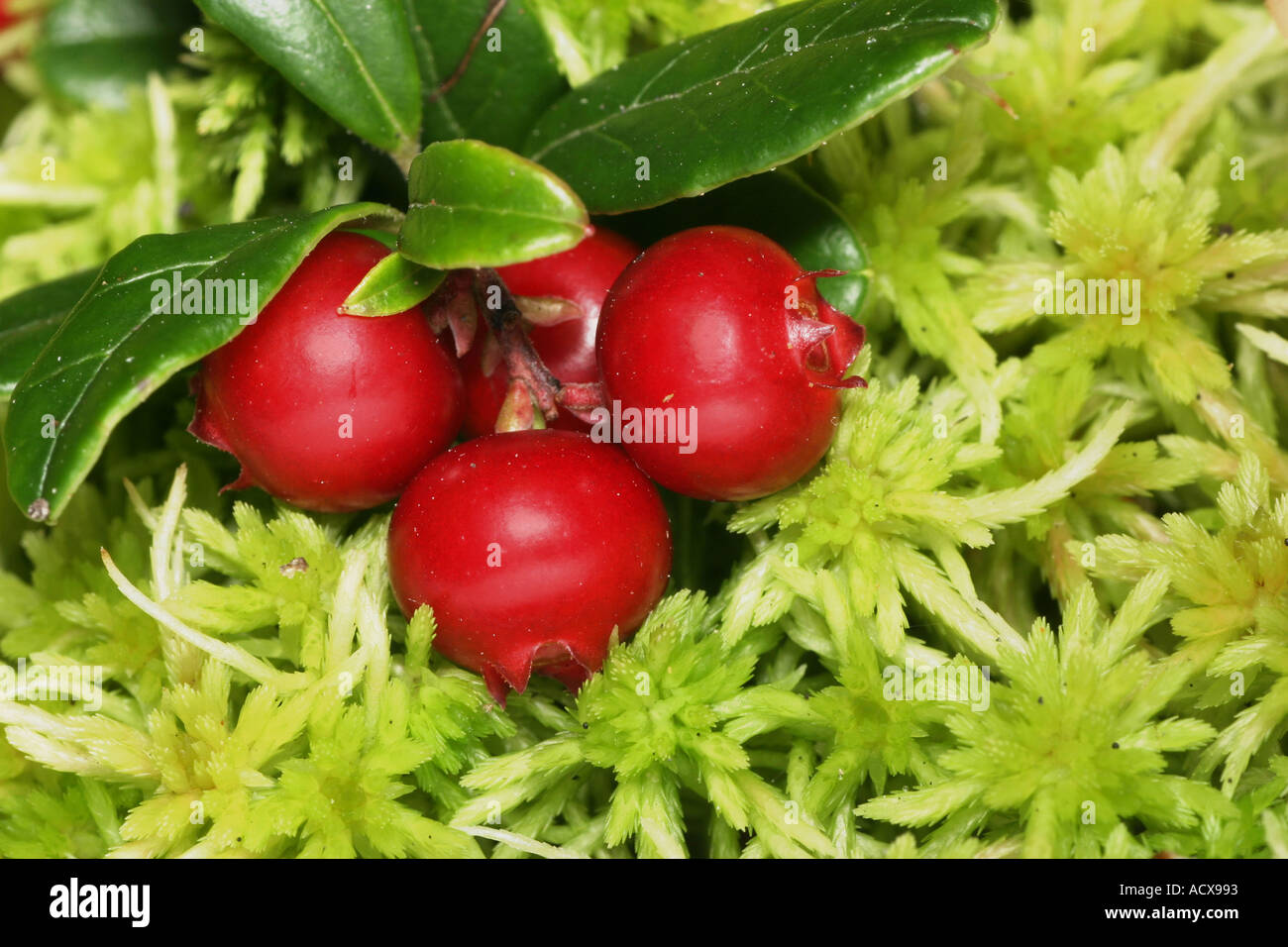 Comberry hi-res stock photography and images - Alamy