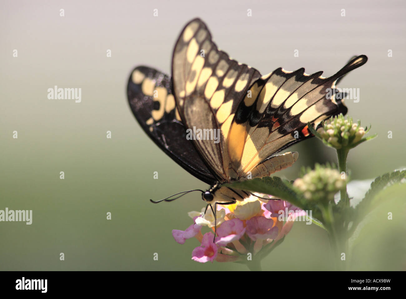 black swallowtail butterfly papilio polyxenes northern illinois prairie ...