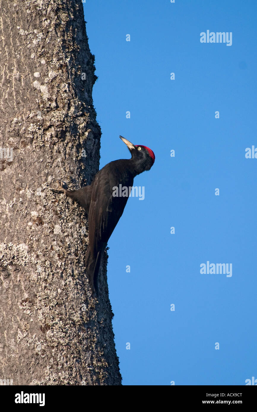 Male Black Woodpecker On Side Of Tree Finland Dryocopus Martinus Stock