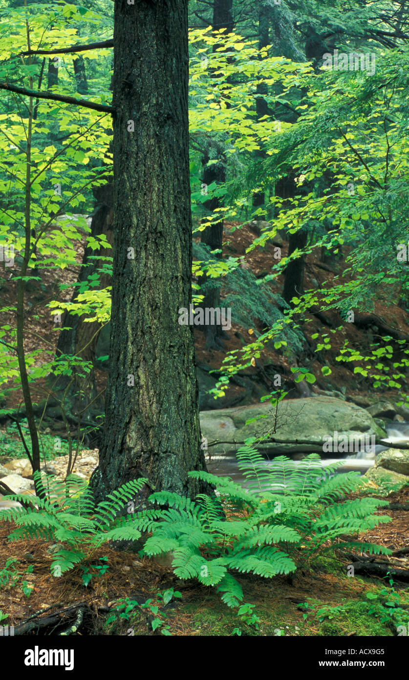 Stratton VT Ferns hemlocks and hardwoods next to Broad Brook in Vermont ...