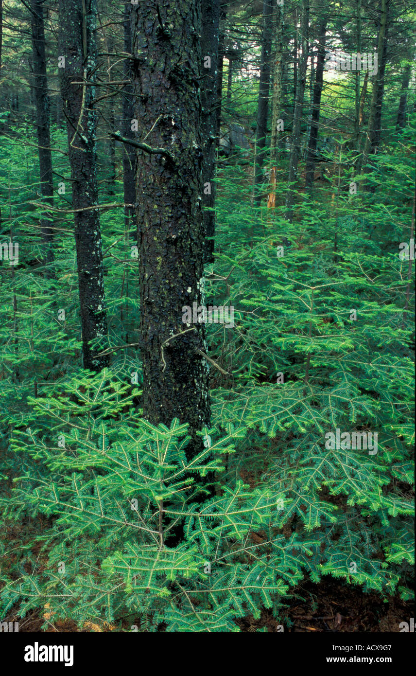Stratton VT Balsam fir saplings in a forest of red spruce near The Dome ...