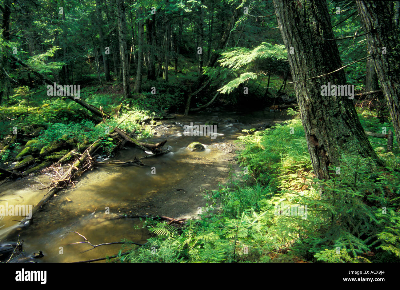 East Montpelier VT Ferns spruce and hemlock trees in the forest along ...