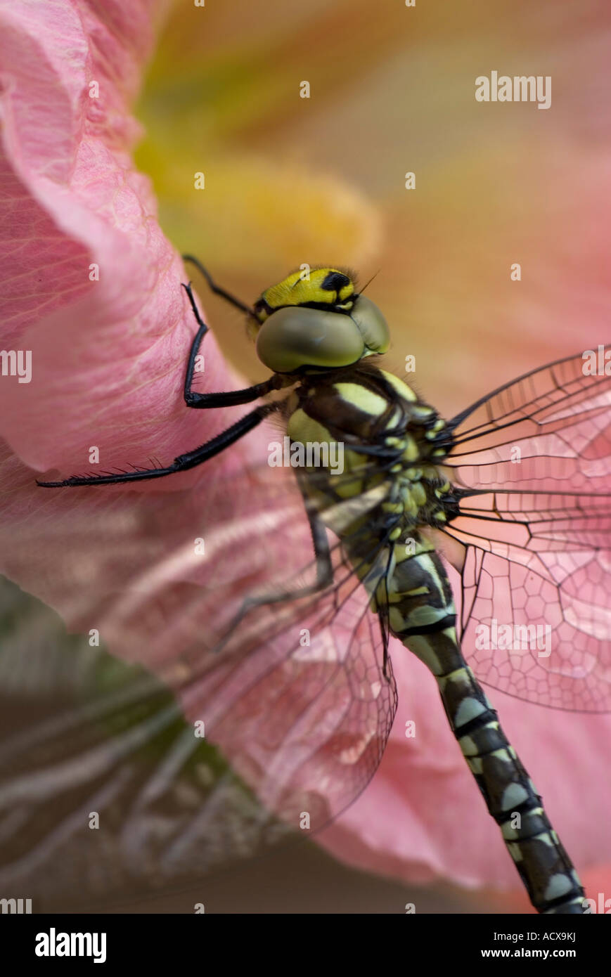 Common Hawker dragonfly Stock Photo - Alamy