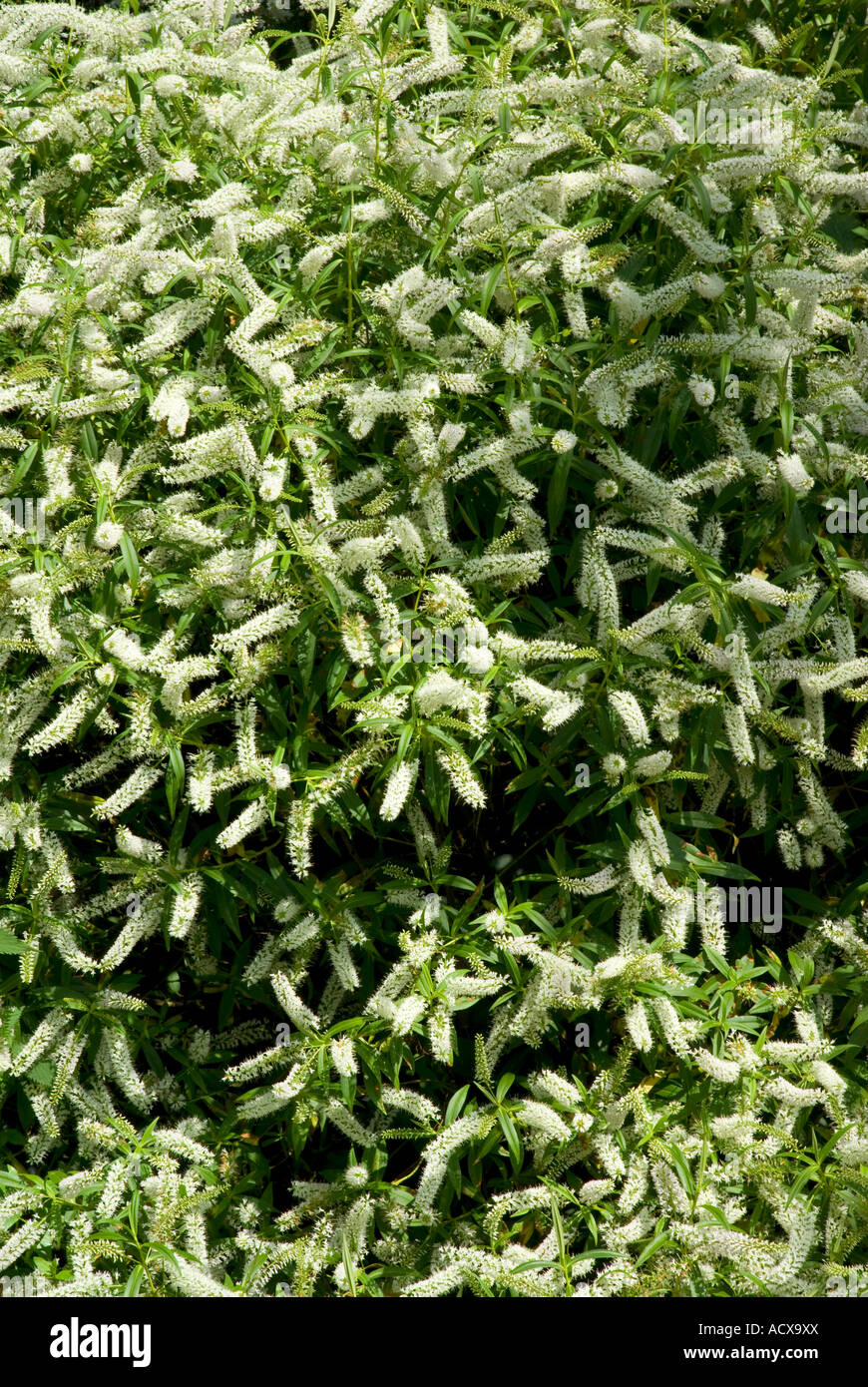 Hebe stricta hi-res stock photography and images - Alamy