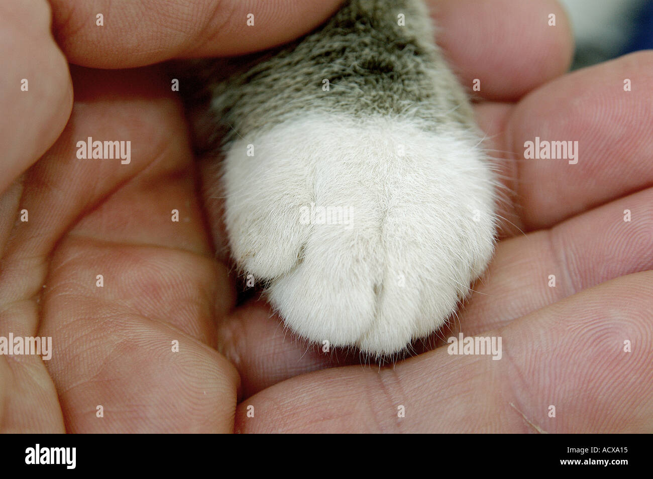 Human hand and cat's paw Stock Photo - Alamy