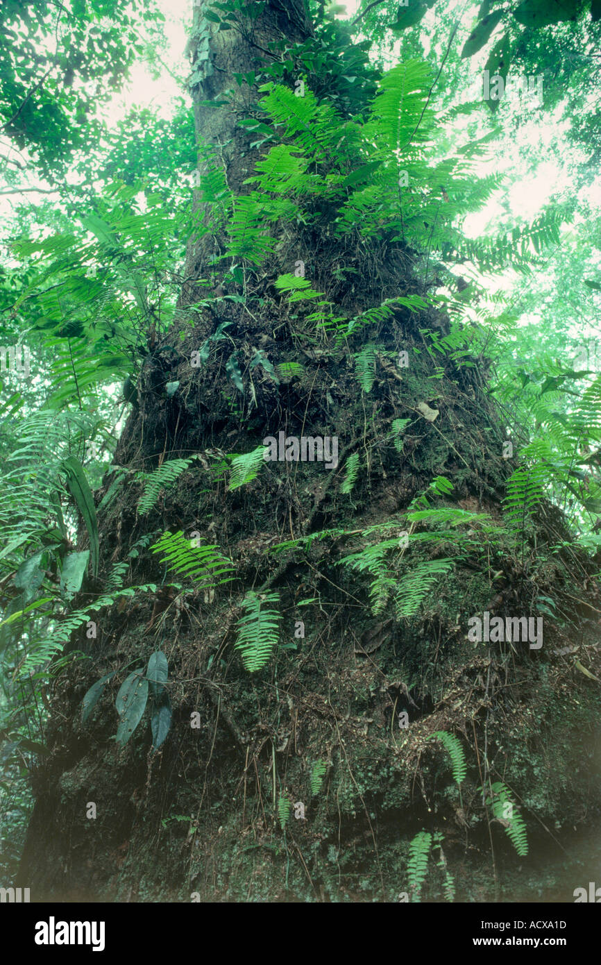 Ivory coast rainforest hi-res stock photography and images - Alamy