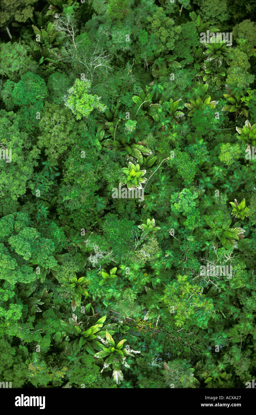 Floodplain rainforests hi-res stock photography and images - Alamy