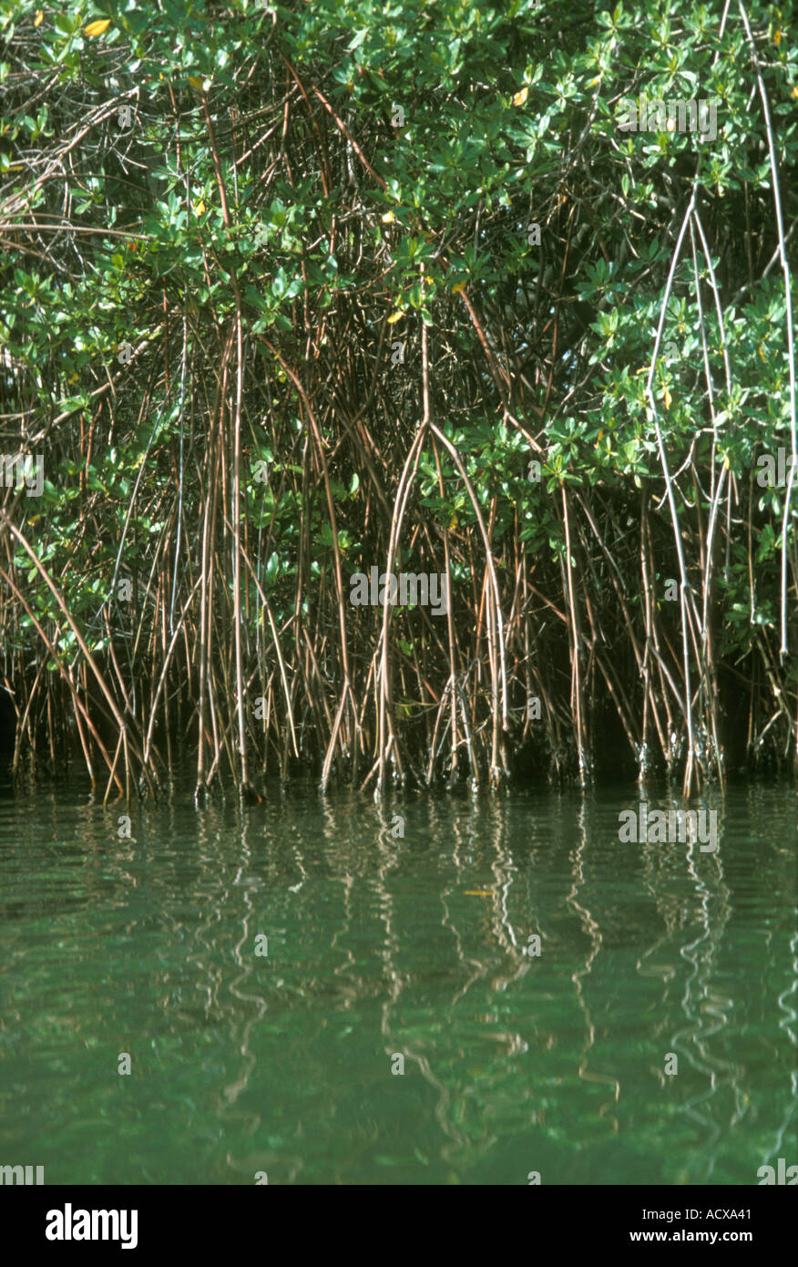 Swamp red mangrove rhizophora mangle hi-res stock photography and ...