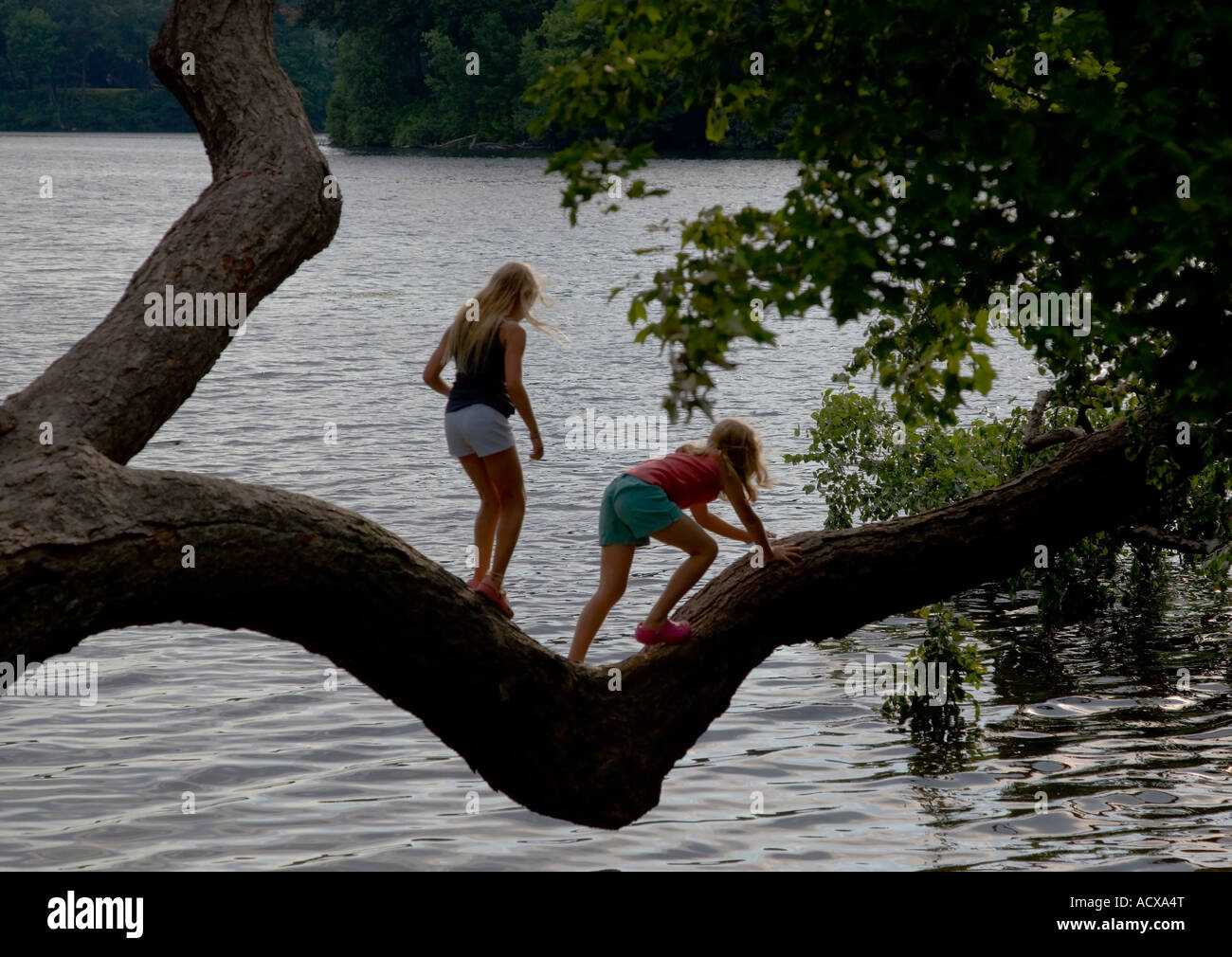 Children climbing a tree limb on the side of a lake Stock Photo - Alamy