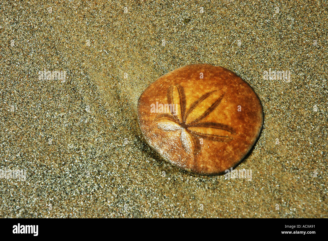 Sand Dollar on beach Stock Photo - Alamy