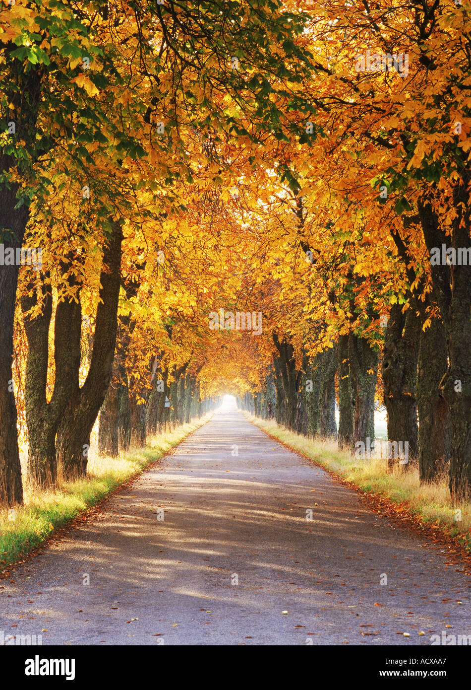 Roads in sweden hi-res stock photography and images - Alamy