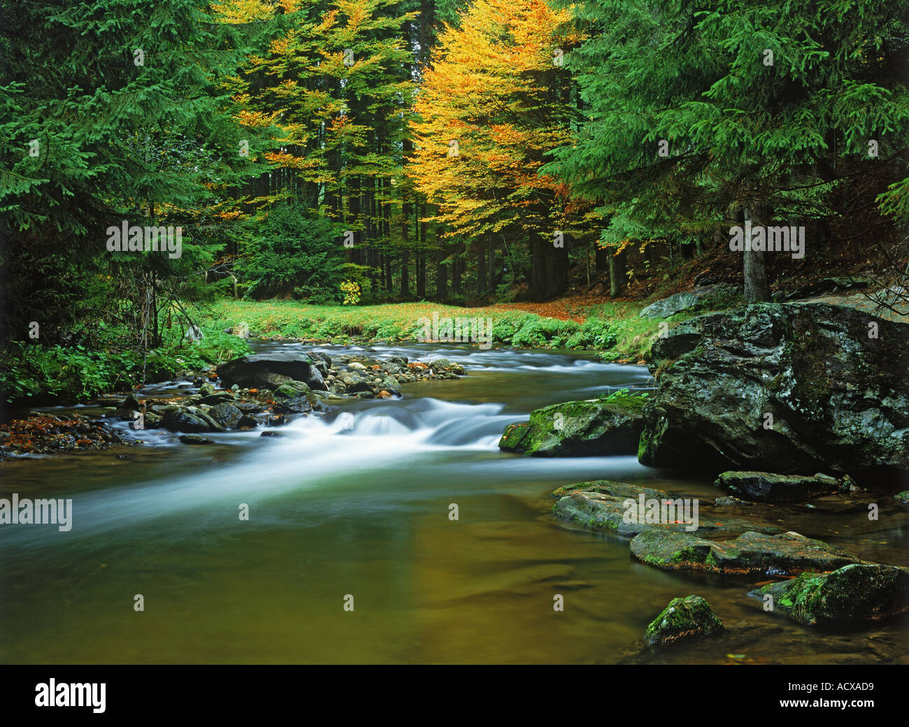 Stream passing Bavarian forest amid autumn colors in Germany Stock ...
